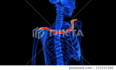 Clavicle bone anatomy for medical concept 3D... - Stock Illustration ...