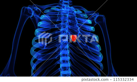 What Is The Xiphoid Process And Where Is It Located The Double Ended