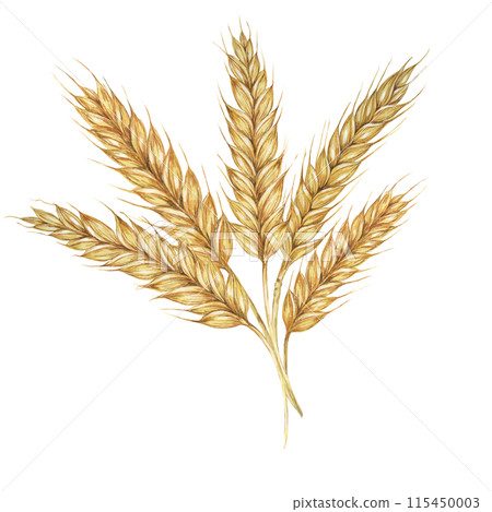 Wheat ears, stalks of barley golden cereal... - Stock Illustration [115450003] - PIXTA