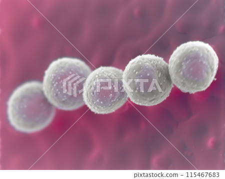 Strep Throat Bacteria Microscope