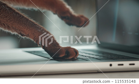 Cat Typing On Computer