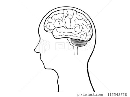 Brain Drawing Side View Anatomy Of Human Brain, Side View #1 Beach