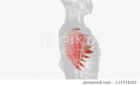 The serratus anterior muscle is a fan-shaped... - Stock Illustration ...