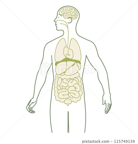 Simple human body diagram illustration - Stock Illustration [115749139 ...