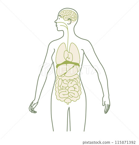 Blank Female Anatomy Diagram