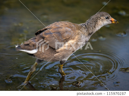 Marsh Hen Bird