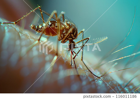 Macro shot of a mosquito feeding on human... - Stock Illustration ...