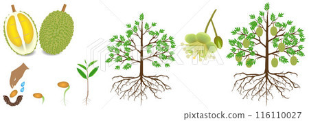 Cycle of growth of a durian plant on a white... - Stock Illustration ...