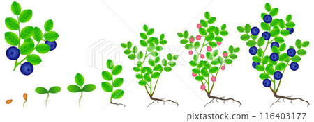 Cycle of growth of a blueberry plant on a white... - Stock Illustration ...