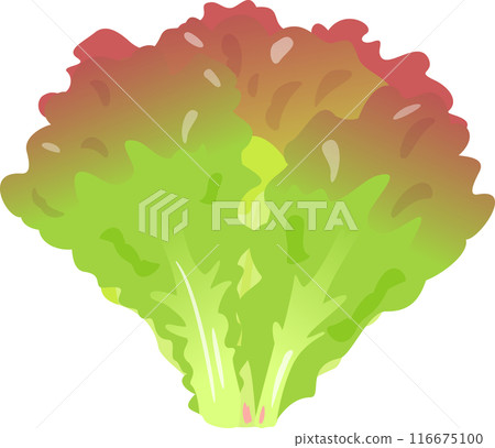 A single head of sunny lettuce - Stock Illustration [116675100] - PIXTA
