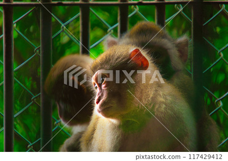 Cursed monkey - Stock Photo [117429412] - PIXTA
