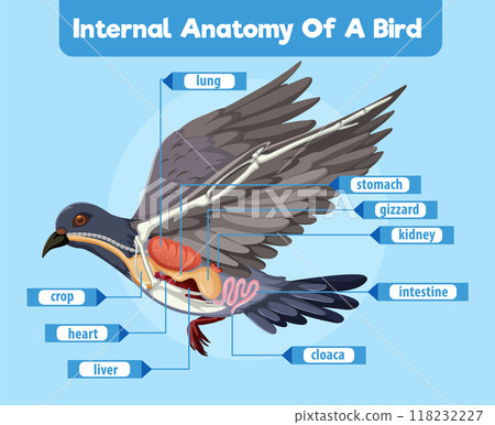 Internal Anatomy of a Bird - Stock Illustration [118232227] - PIXTA