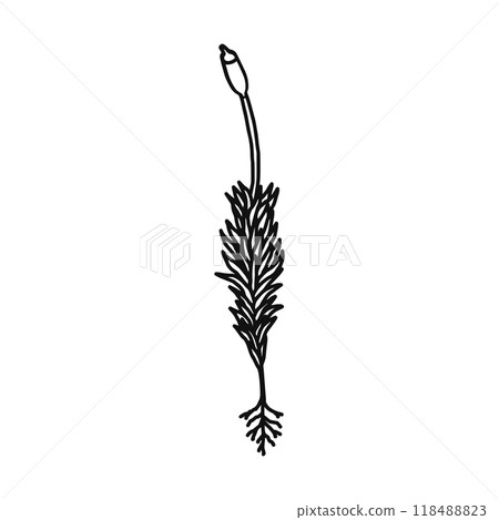 Moss plant Polytrichum commune female line drawing - Stock Illustration ...