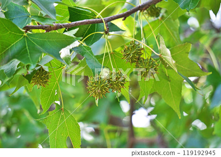 Maple Tree Fruit
