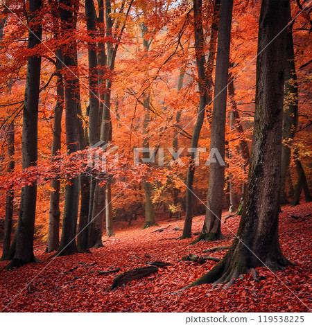 Autumn leaves, fall foliage, maple tree, red...-插圖素材 [119538225] - PIXTA圖庫