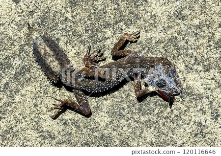 A small lizard who that has passed away - Stock Photo [120116646] - PIXTA
