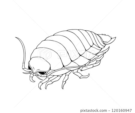 Giant isopod line drawing illustration - Stock Illustration [120160947 ...