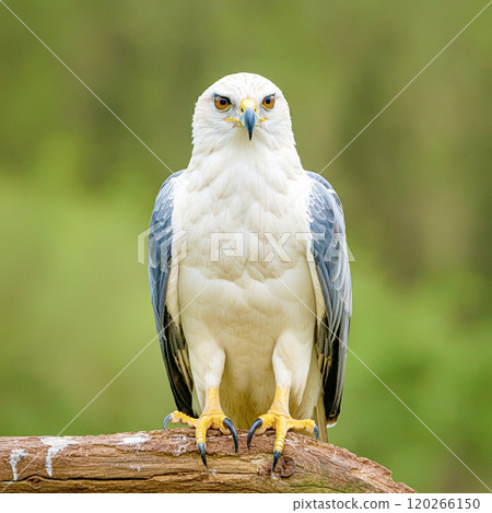 White Hawk - Stock Illustration [120266150] - PIXTA