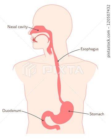 Illustration of the stomach, esophagus and... - Stock Illustration [120507432] - PIXTA