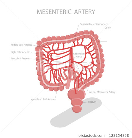 3D Isometric Flat Illustration of Mesenteric... - Stock Illustration ...