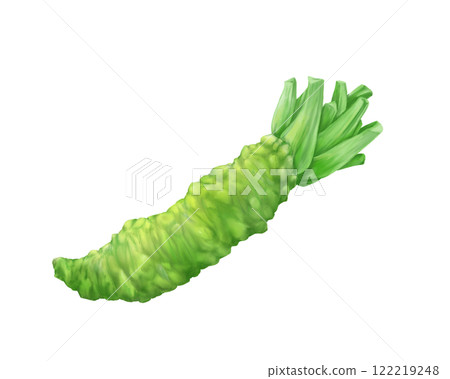 Realistic watercolor illustration of real wasabi - Stock Illustration ...