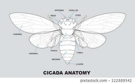 Detailed Cicada Anatomy Illustration - Stock Illustration [122889342 ...