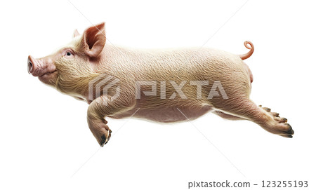 Jumping pig demonstrates agility in a side view...-插圖素材 [123255193 ...