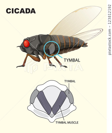 Cicada Anatomy and Sound Mechanism - Stock Illustration [123812192] - PIXTA