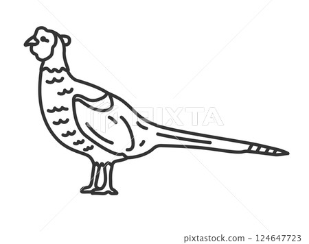 Illustration of a pheasant (line drawing) - Stock Illustration ...