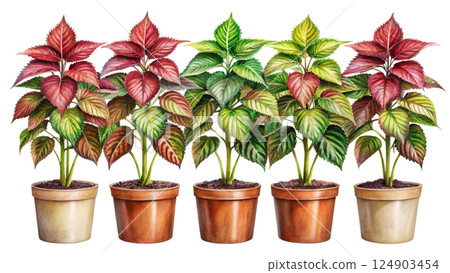 The most beautiful flower is extinct Watercolor - Stock Illustration ...