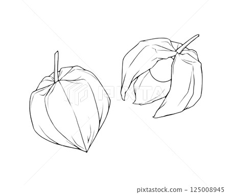 Realistic line drawing illustration set of... - Stock Illustration ...