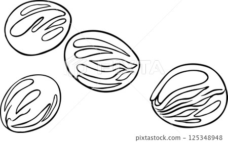 Nutmeg Nuts Outline Illustration. - Stock Illustration [125348948] - PIXTA