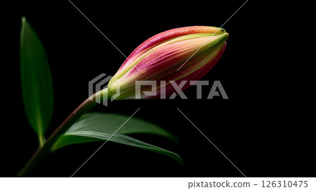 Lily bud before blooming - Stock Illustration [126310475] - PIXTA