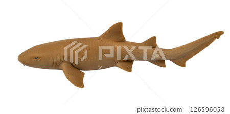 Nurse shark specimen photo - Stock Illustration [126596058] - PIXTA