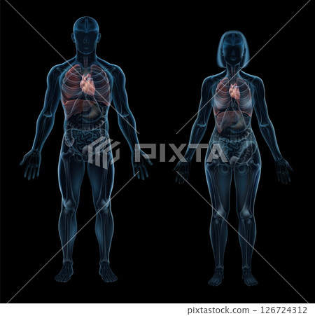 Realistic Male and Female Human Body Anatomy...-插圖素材 [126724312] - PIXTA圖庫