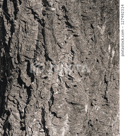 Vector illustration of bark of Amur velvet, or... - Stock Illustration ...