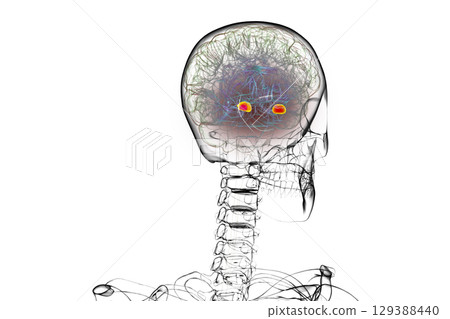 Human brain with highlighted amygdala, 3D... - Stock Illustration ...