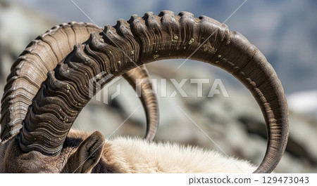 Close-up of Wild Goat Horns with Detailed Texture-插圖素材 [129473043 ...