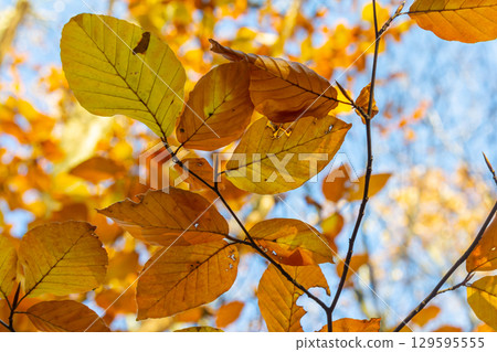 Autumn coloured beech leaves on a grey... - Stock Photo [129595555] - PIXTA