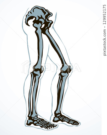 Vector drawing. Bones of the leg - Stock Illustration [129952175] - PIXTA