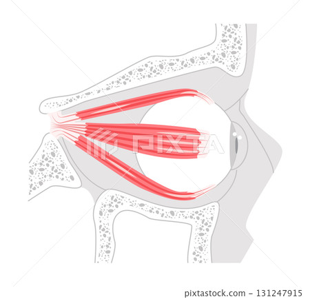 Superior Lateral Inferior rectus - Human eye...-插圖素材 [131247915] - PIXTA圖庫
