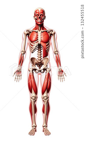 Full Human Musculoskeletal System with Muscle...-插圖素材 [132455518] - PIXTA圖庫
