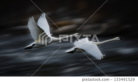 Two white swans fly low over water in a panning...-插圖素材 [133491529 ...
