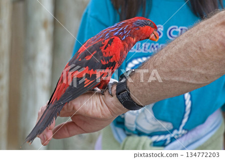 Black-winged Lory, Eos cyanogenia, a captive-照片素材（圖片） [134772203] - PIXTA圖庫